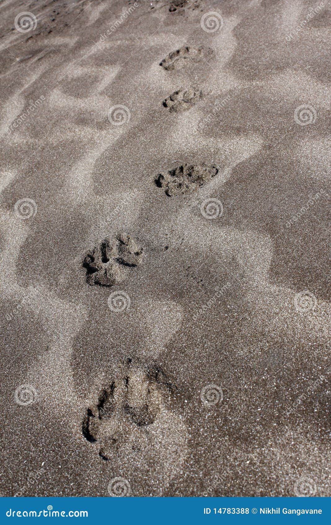Pugmarks stock photo. Image of animal, pugmark, wild - 14783388