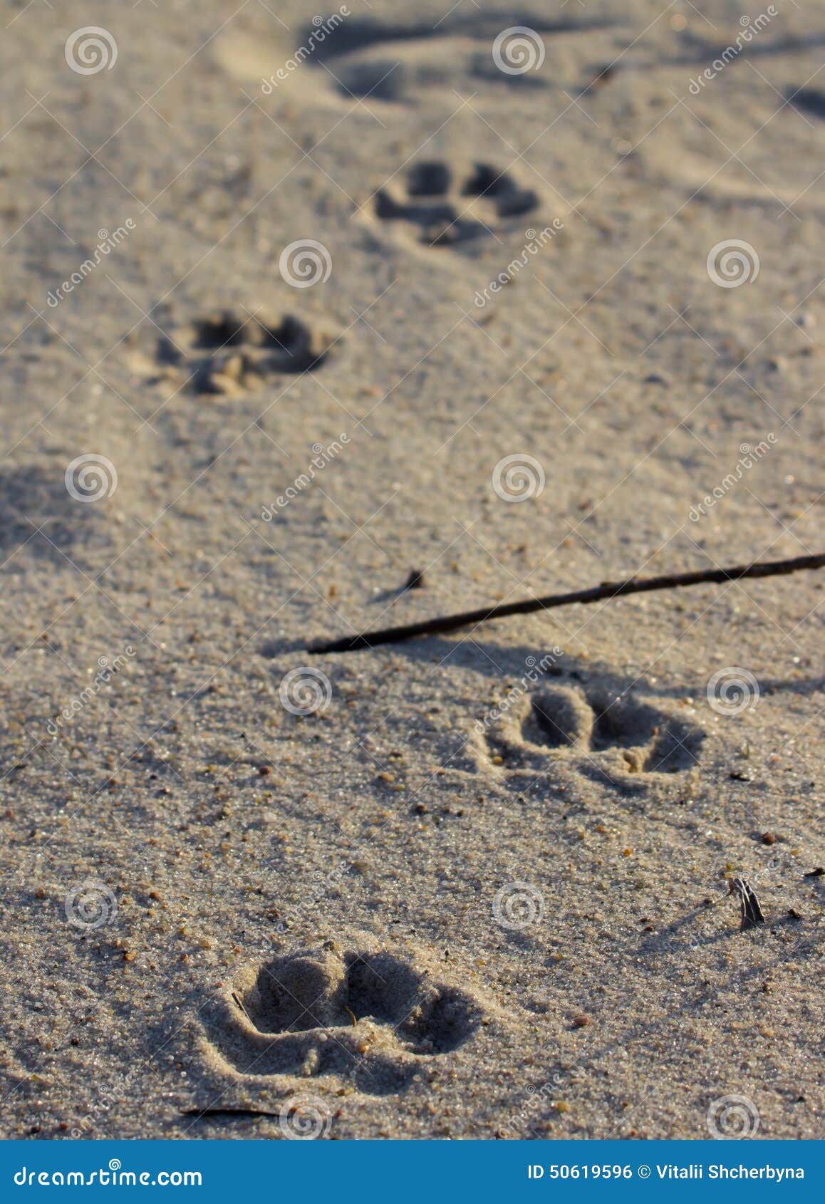 Pugmarks of an Dog in the Beach Sand. Stock Photo - Image of foot ...