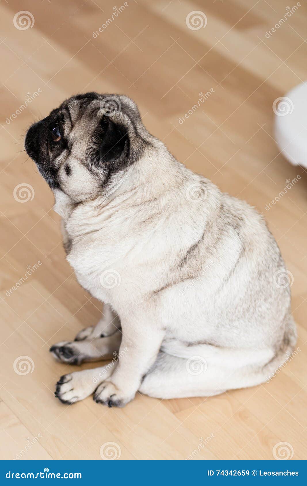 Pugs stock image. Image of care, lovely, friendly, copyspace - 74342659