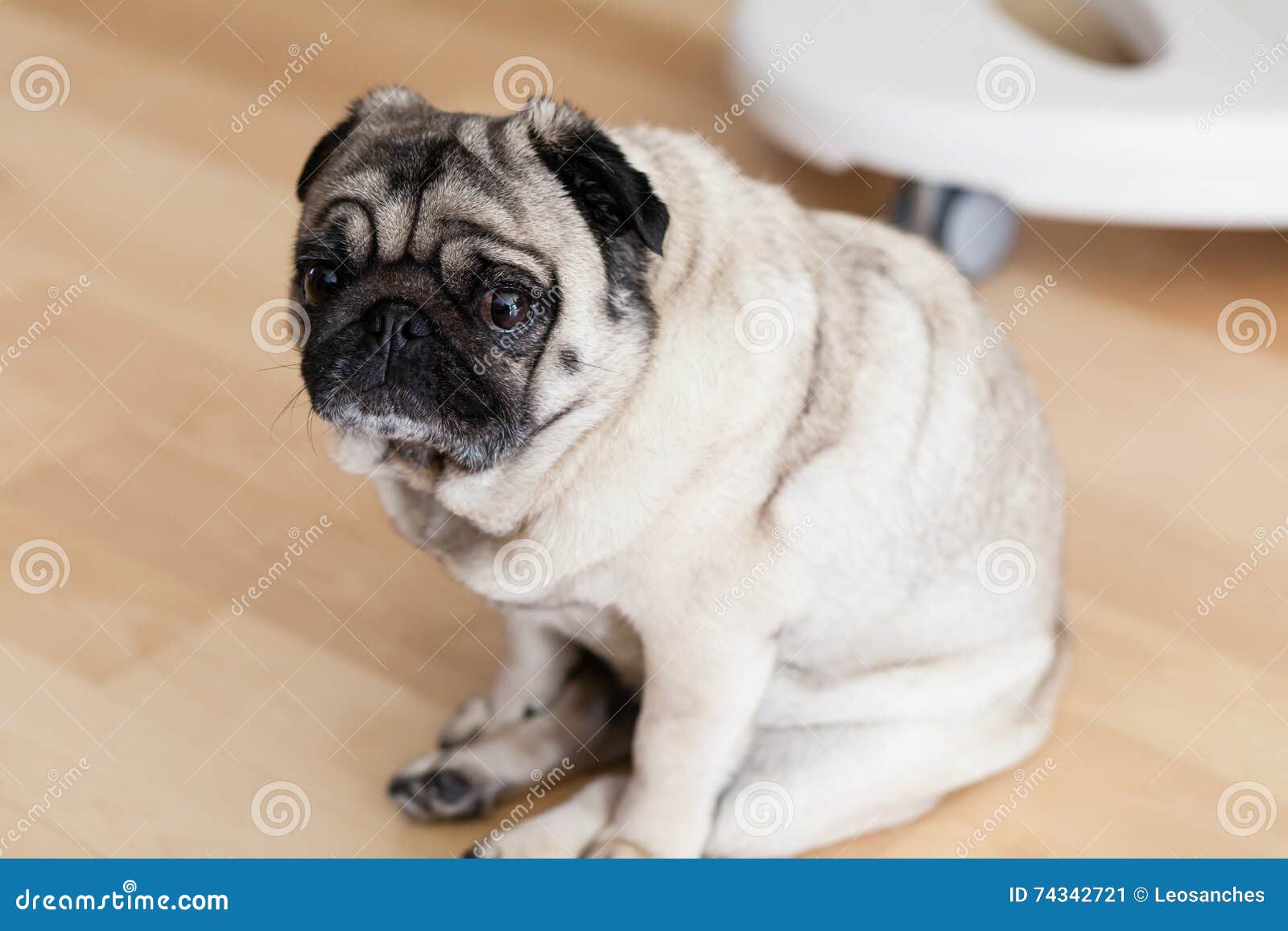 Pugs stock image. Image of lovely, animals, portrait - 74342721
