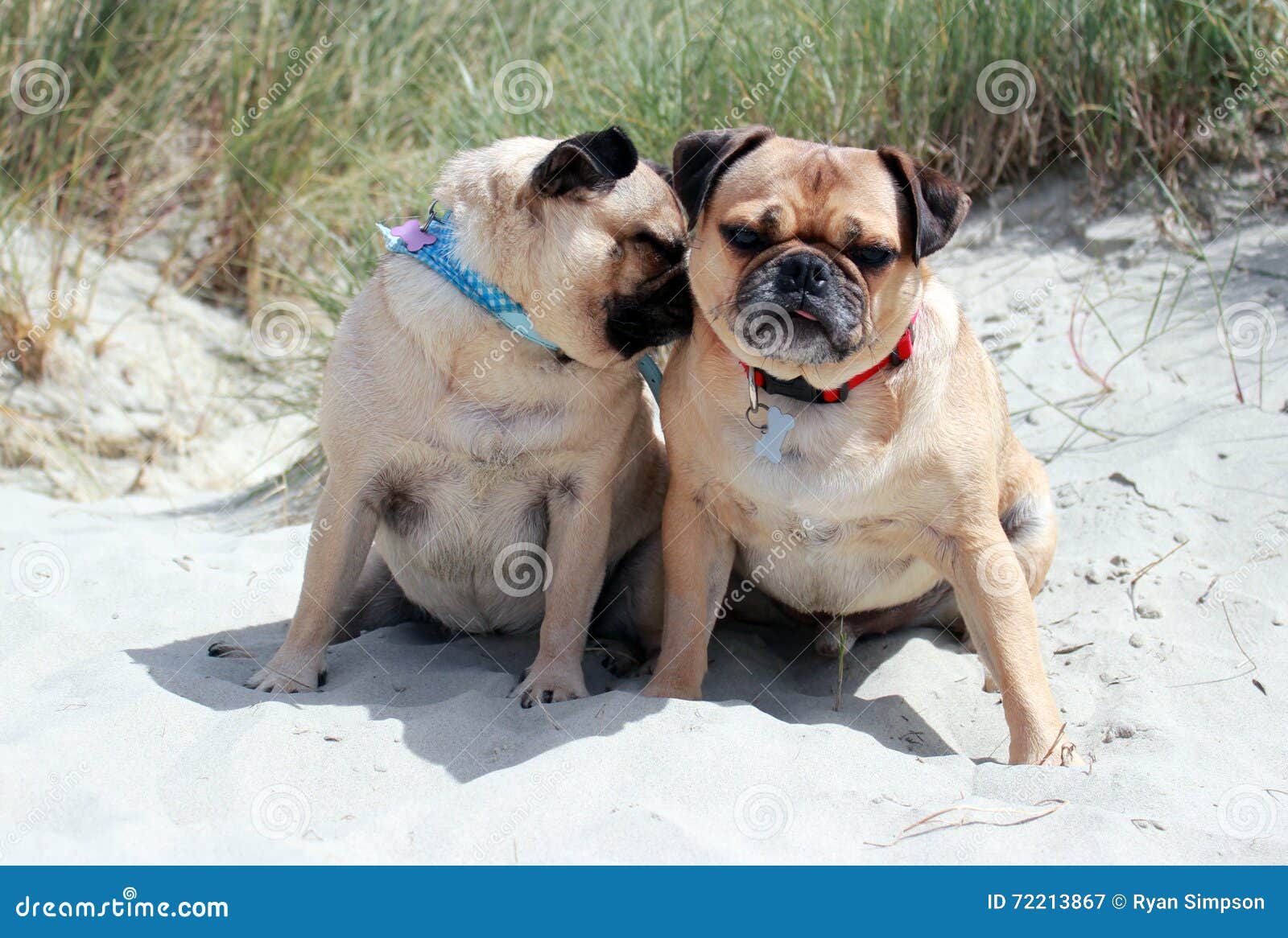 Pugs Sat on a English Beach Landscape Stock Image - Image of animals ...