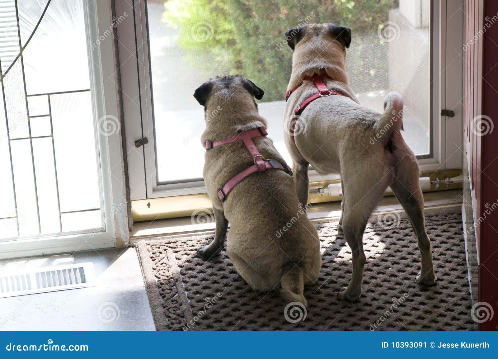 Pugs Waiting for Their Master Stock Image - Image of cute, door: 10393091