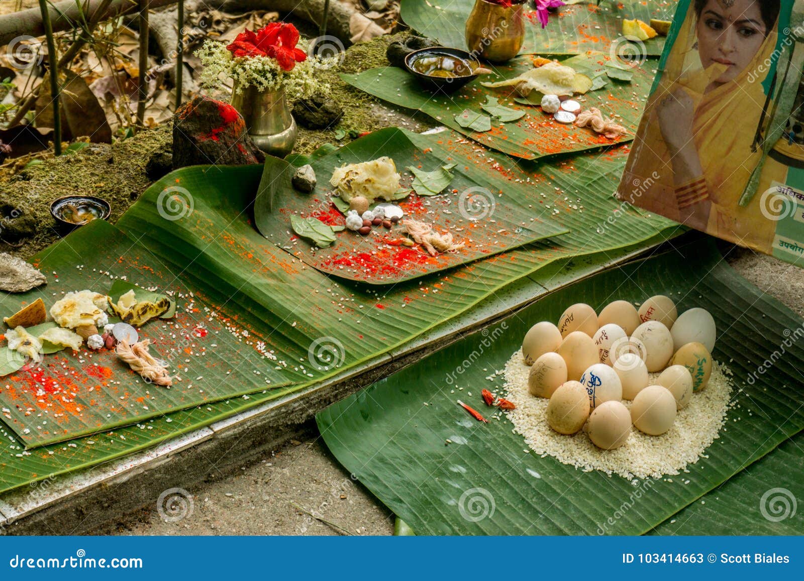 Kurseong (Darjeeling), India Editorial Stock Photo - Image of exotic ...