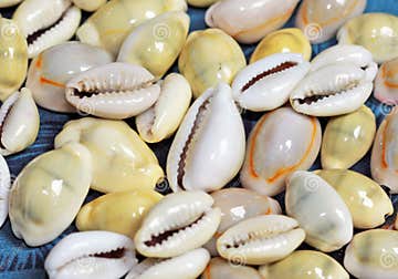 Puka Shells stock image. Image of marine, token, shiny - 15046219
