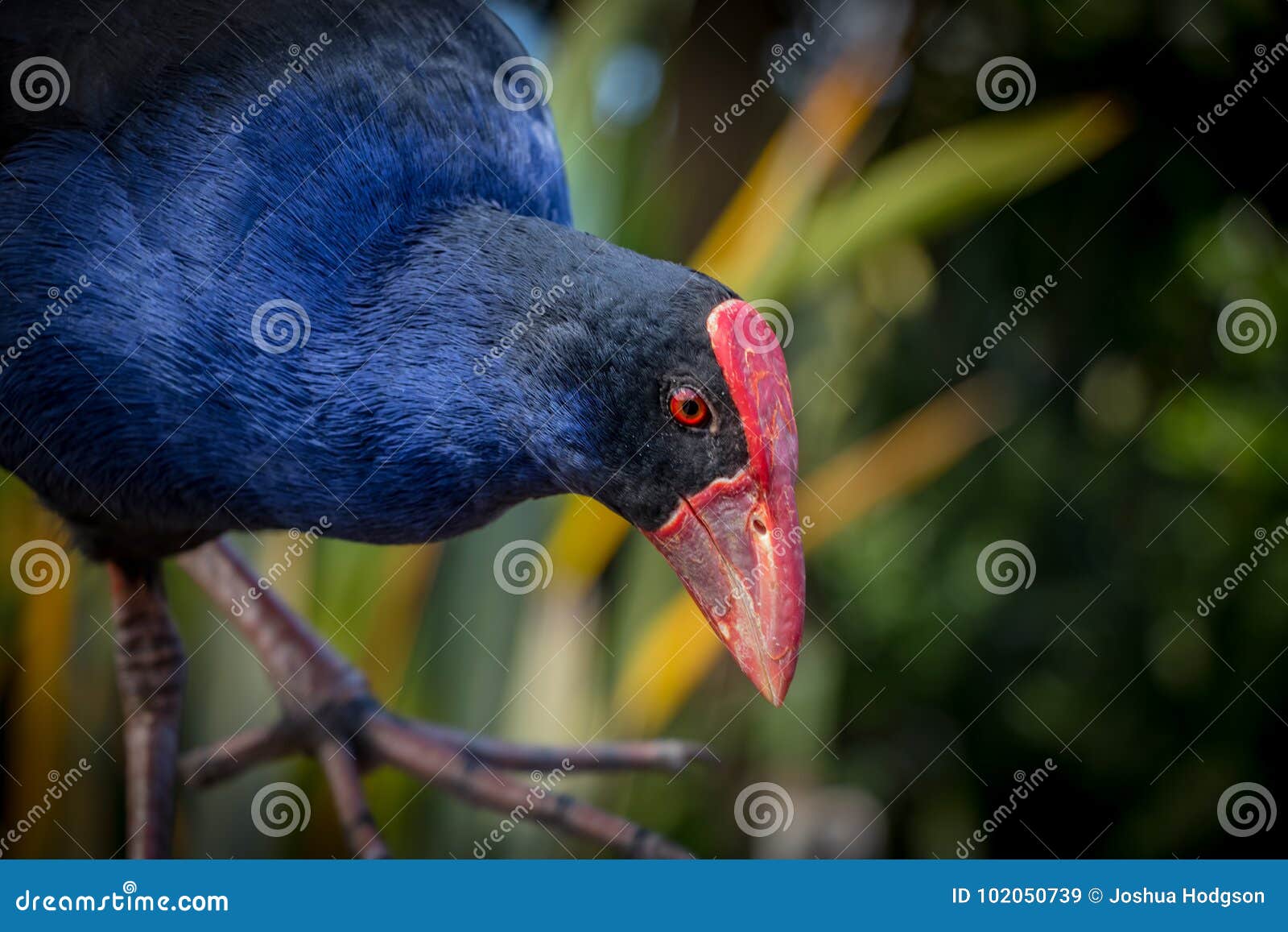 Pukeko imagen de archivo. Imagen de zelandia, naturalness - 102050739