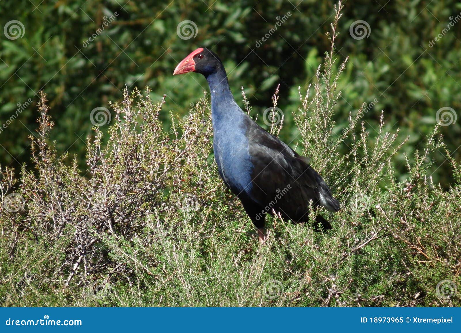 Pukeko stock image. Image of sitting, native, zealand - 18973965