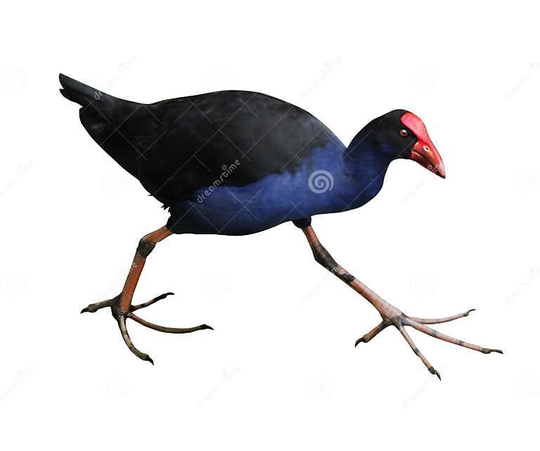 The Pukeko stock photo. Image of background, isolated - 7945520