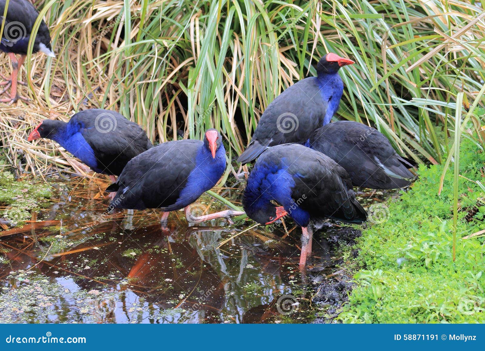 Pukeko - Australasian Swamphen Imagen de archivo - Imagen de zelandia ...