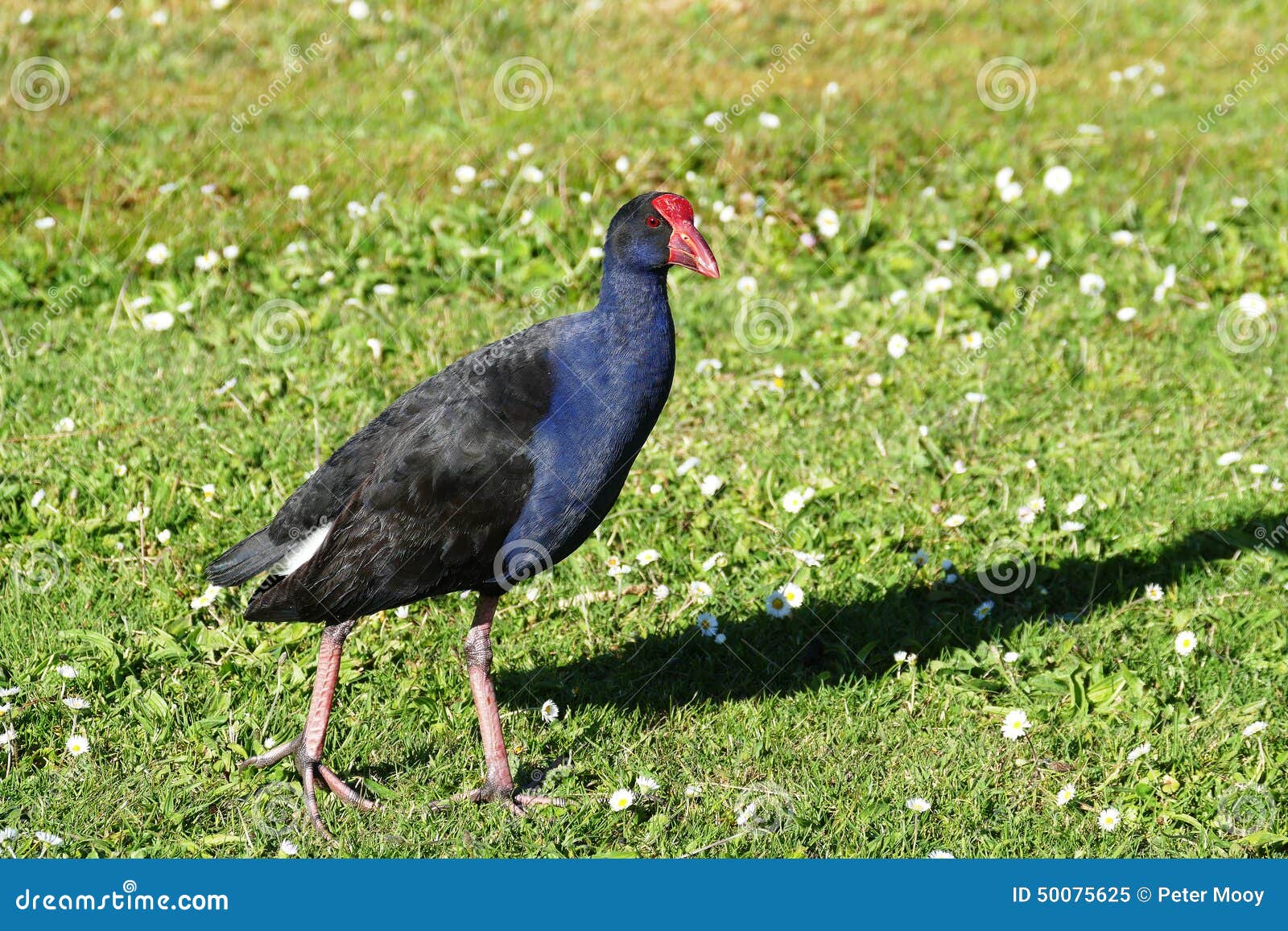 Pukeko stock image. Image of zealand, beak, area, pukeko - 50075625