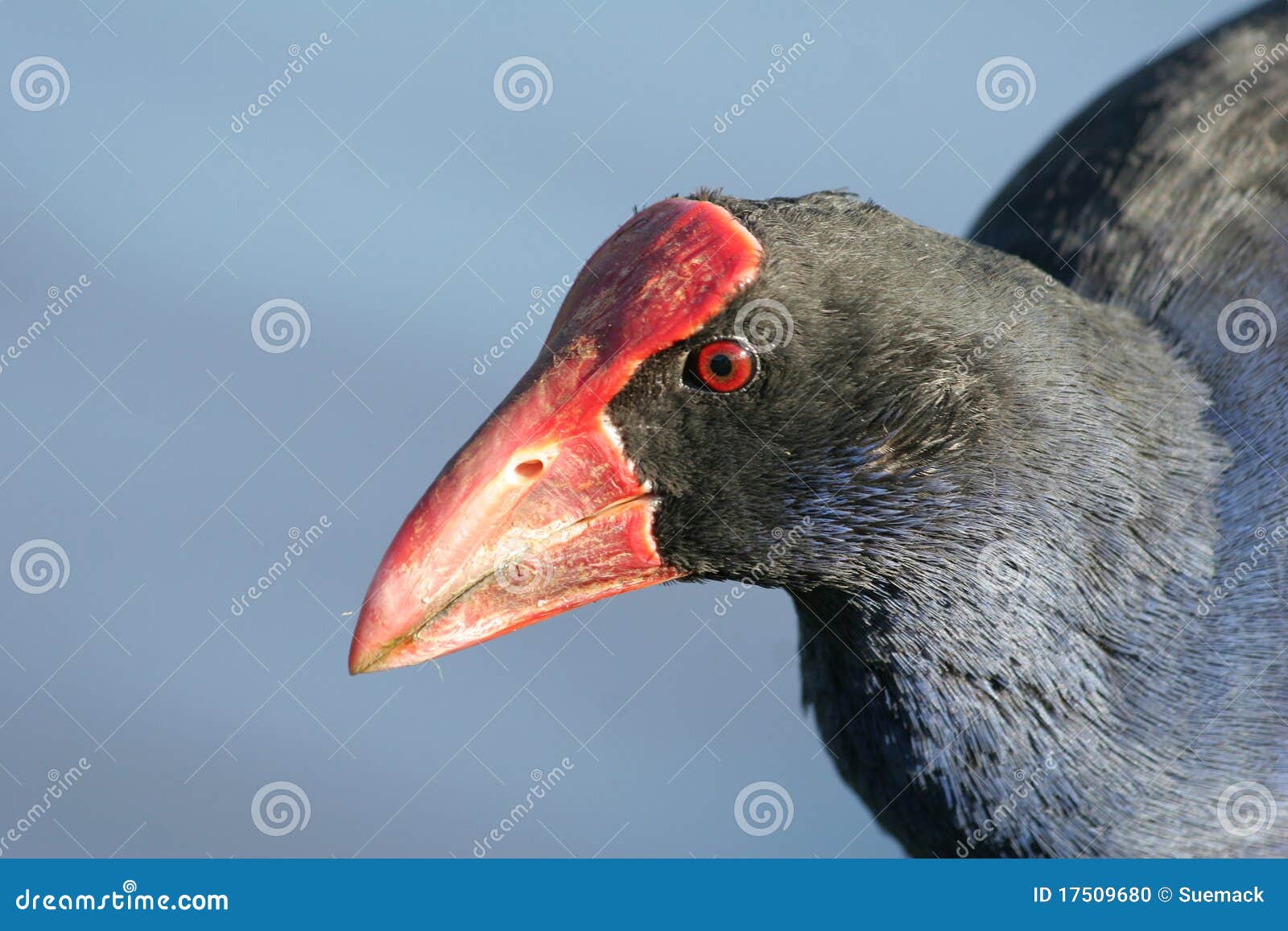 Pukeko bird stock photo. Image of profile, beak, river - 17509680