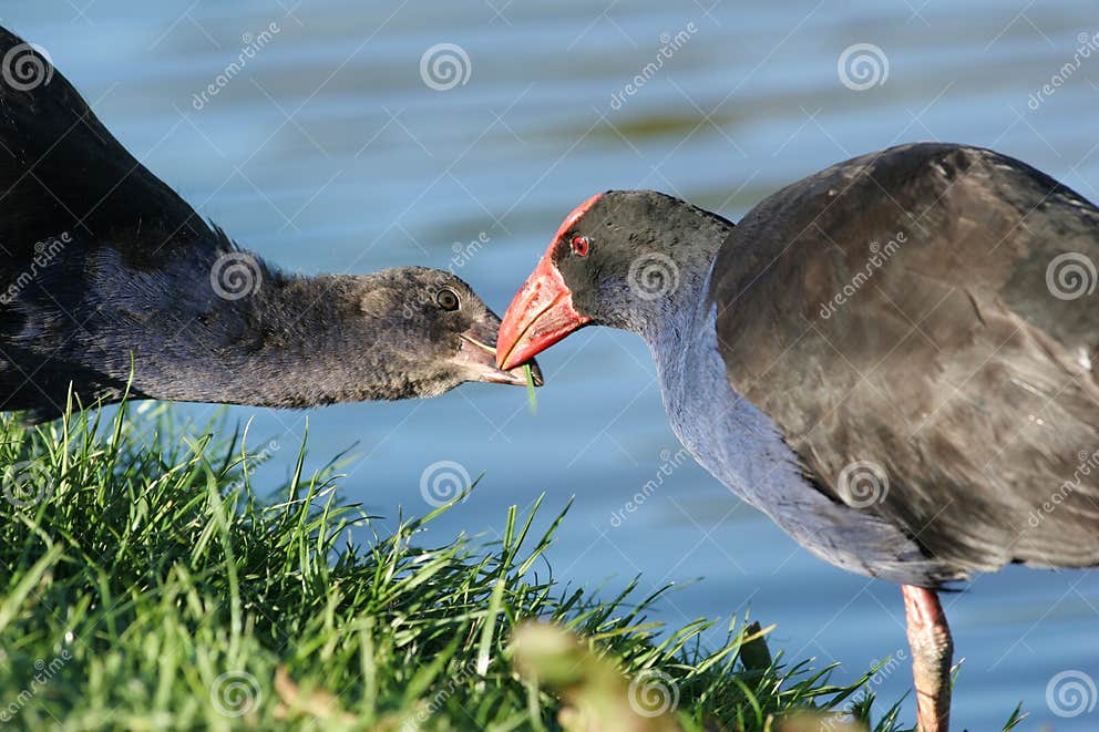 Pukeko bird feeding chick stock photo. Image of beak - 17509692