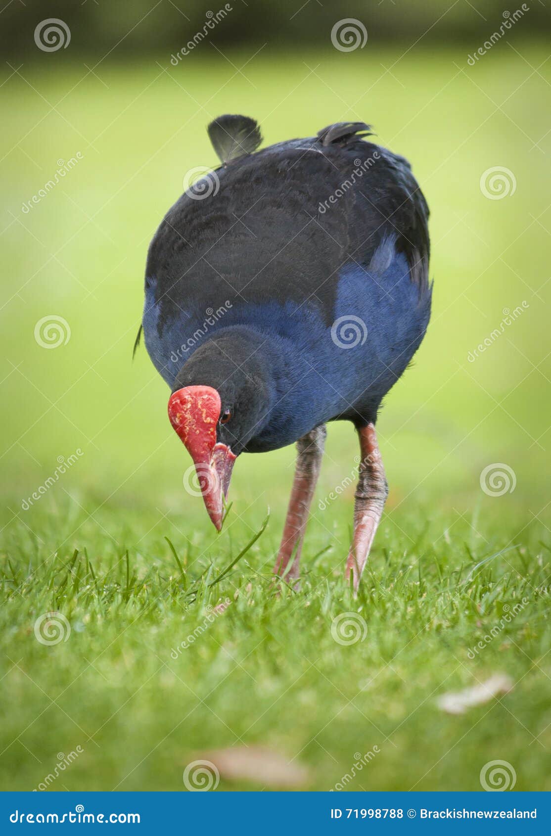 Pukeko stock photo. Image of nature, wildlife, pukeko - 71998788