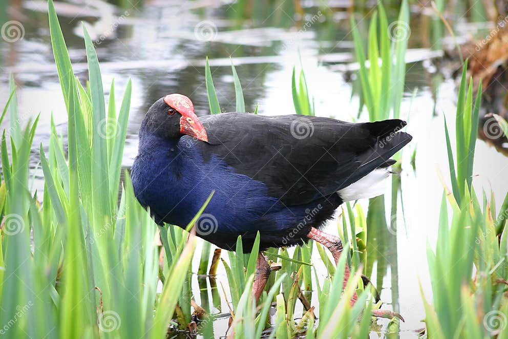 Pukeko stock photo. Image of swampy, tail, forager, wanganui - 31715806