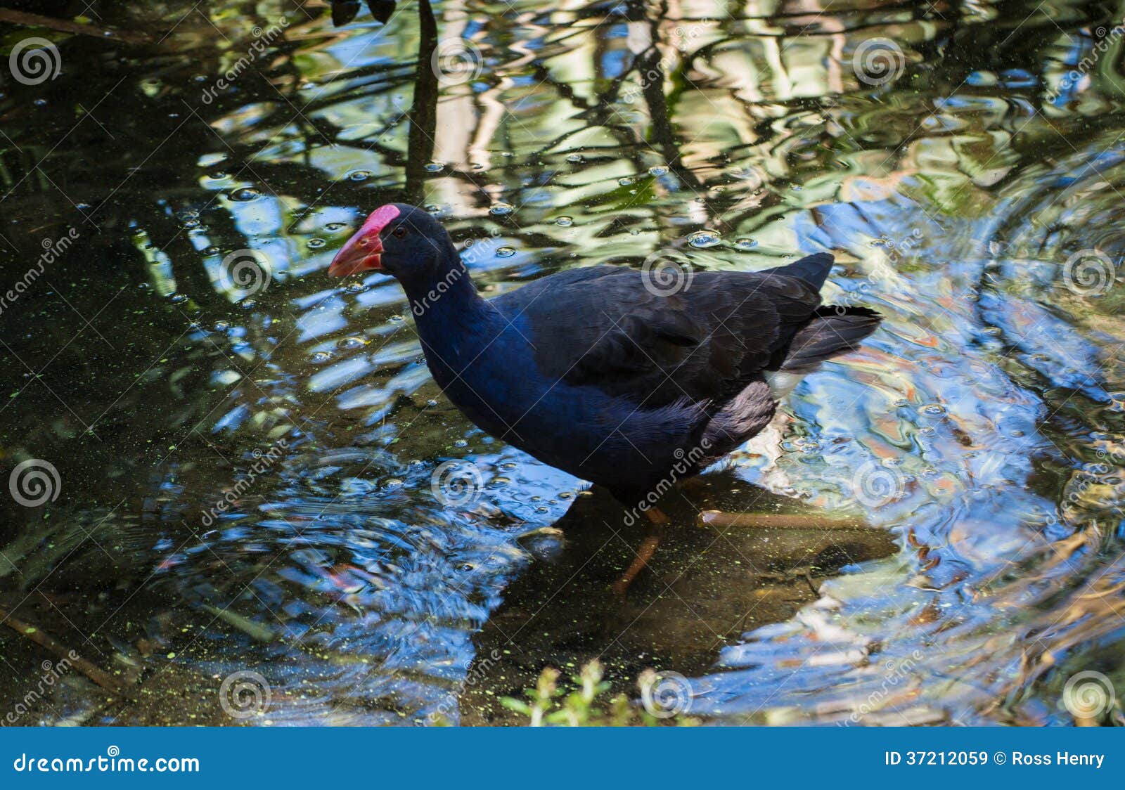Pukeko Bird stock image. Image of colorful, swamp, bird - 37212059