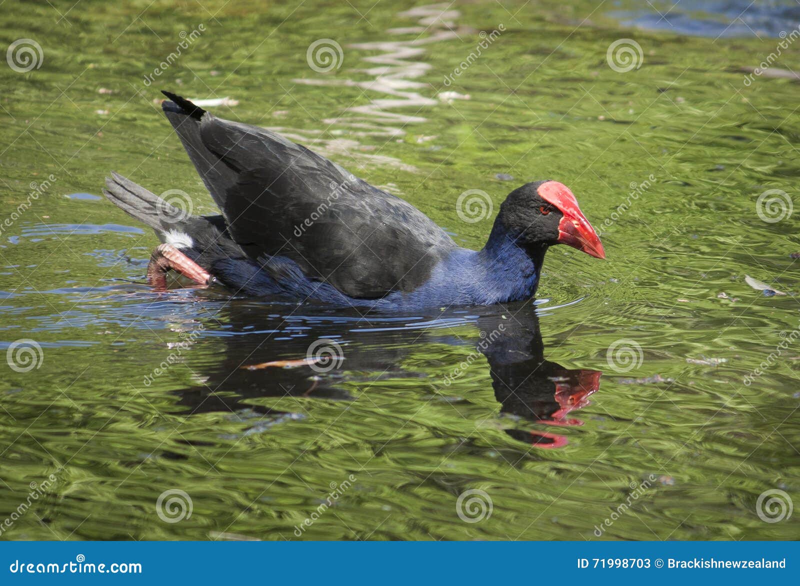Pukeko stock image. Image of reflection, animal, bird - 71998703