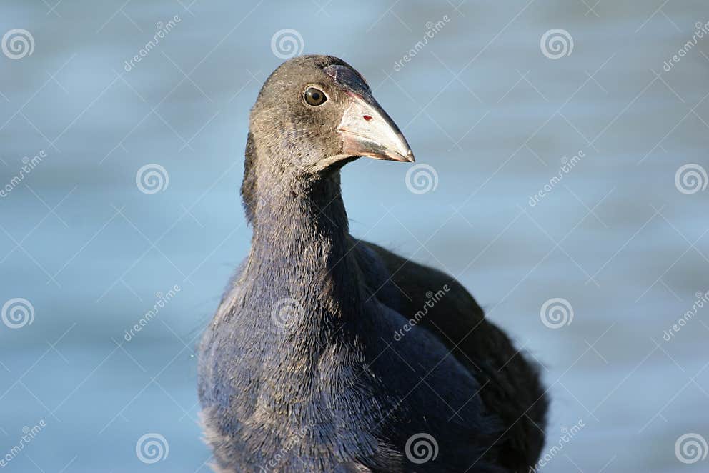 Pukeko chick stock image. Image of young, chick, zealand - 16740605