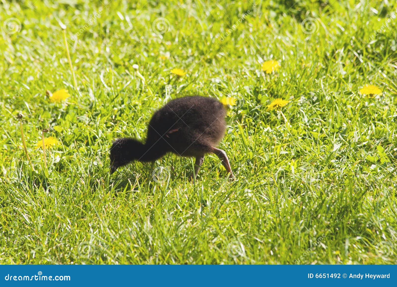 Pukeko chick stock photo. Image of outdoors, forages, alone - 6651492