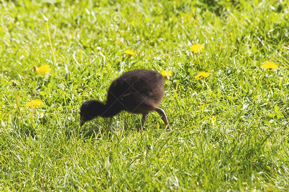 Pukeko chick stock photo. Image of outdoors, forages, alone - 6651492
