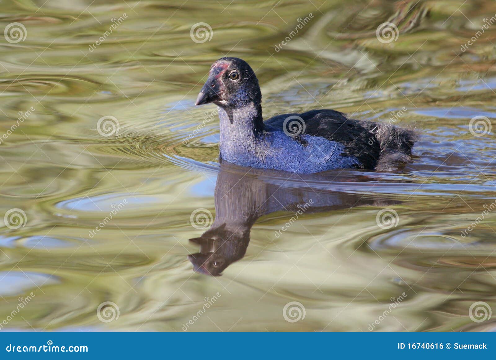 Pukeko Chick Swimming in the River Stock Photo - Image of species ...