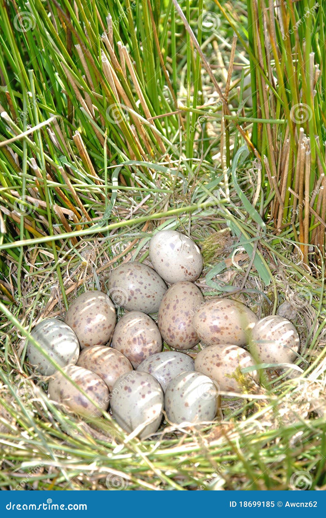 Pukeko eggs stock image. Image of natural, australasia - 18699185