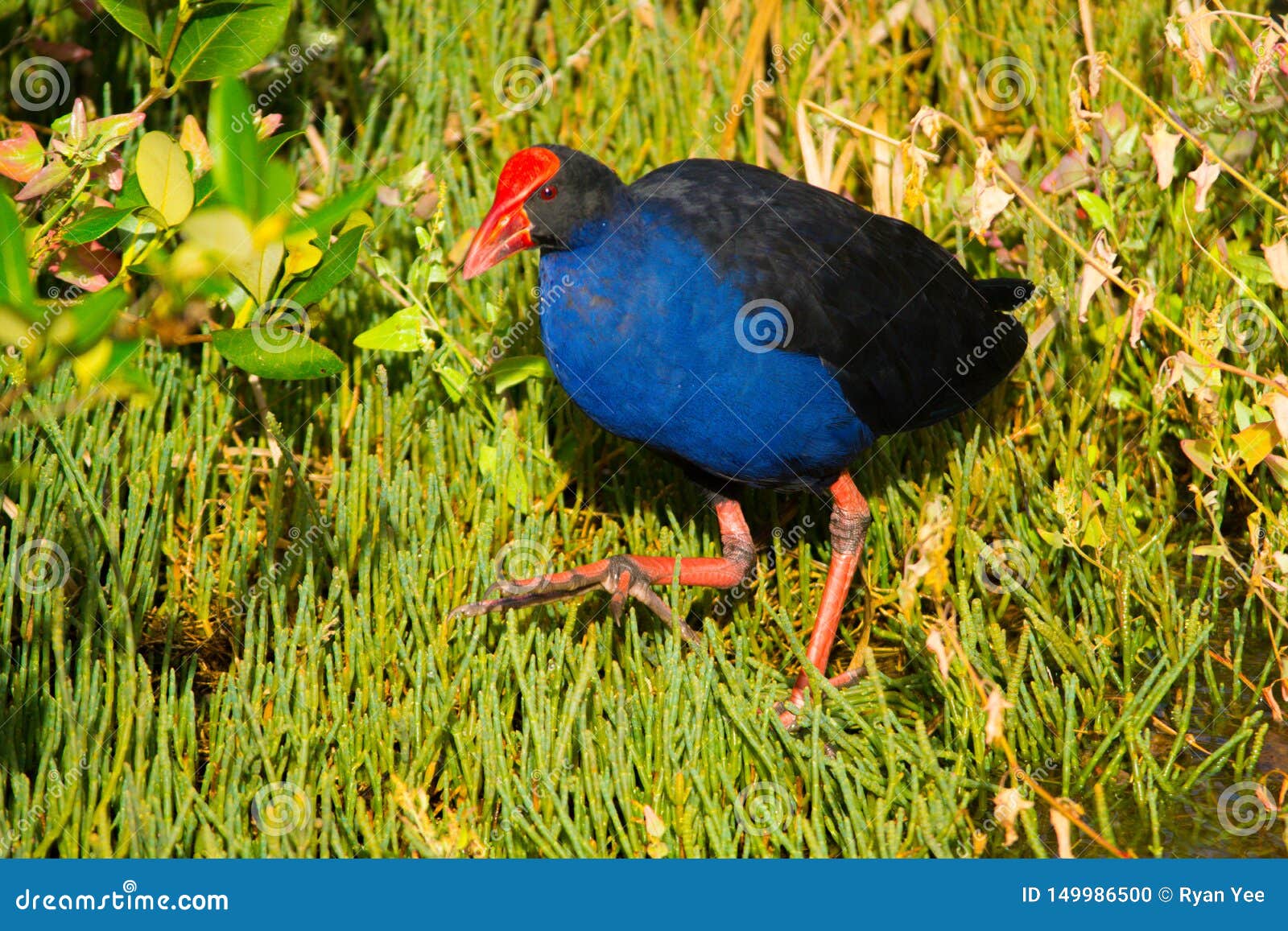 Pukeko stock photo. Image of icons, avian, grass, fauna - 149986500