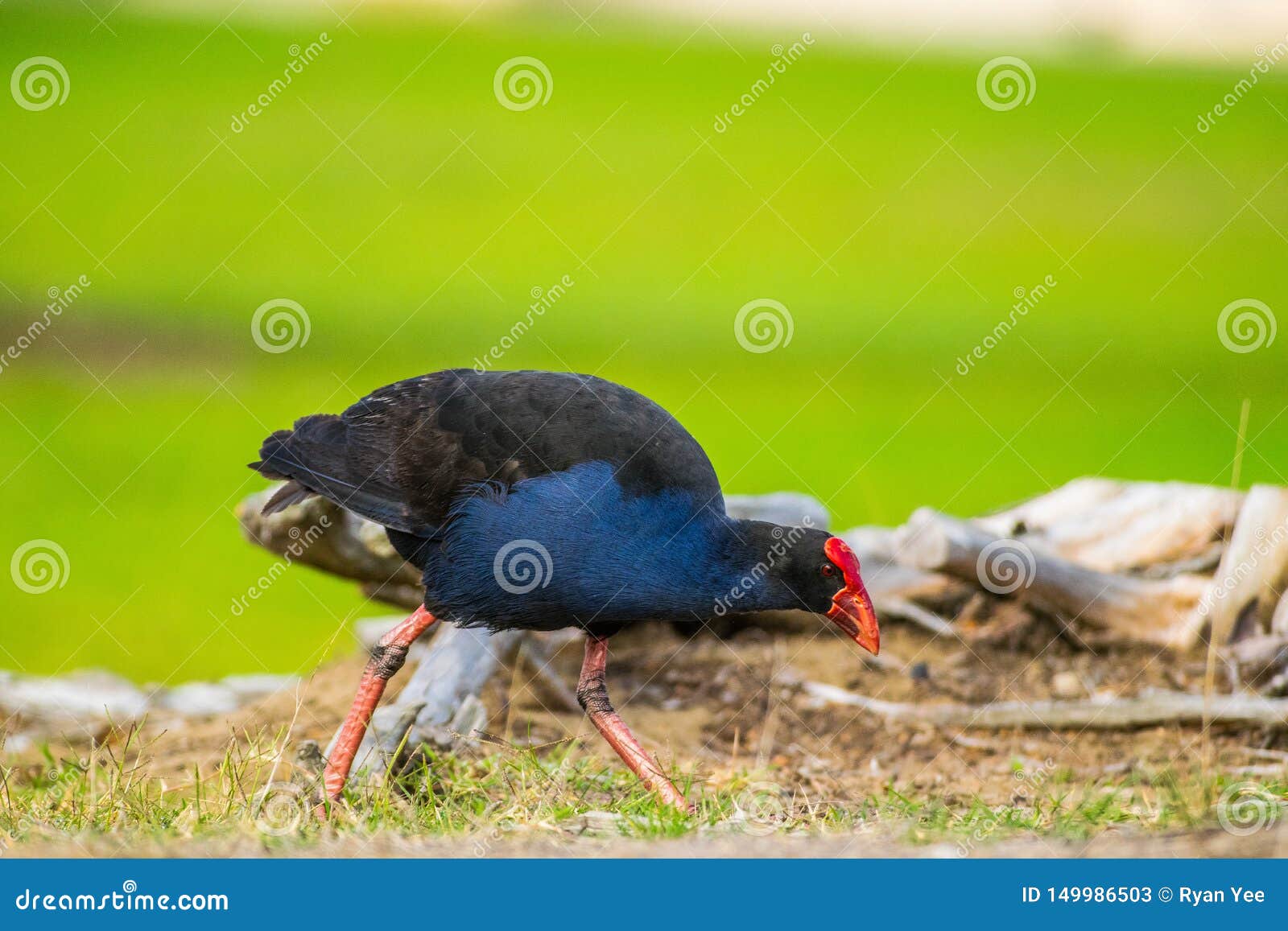 Pukeko stock image. Image of auckland, bird, outdoors - 149986503