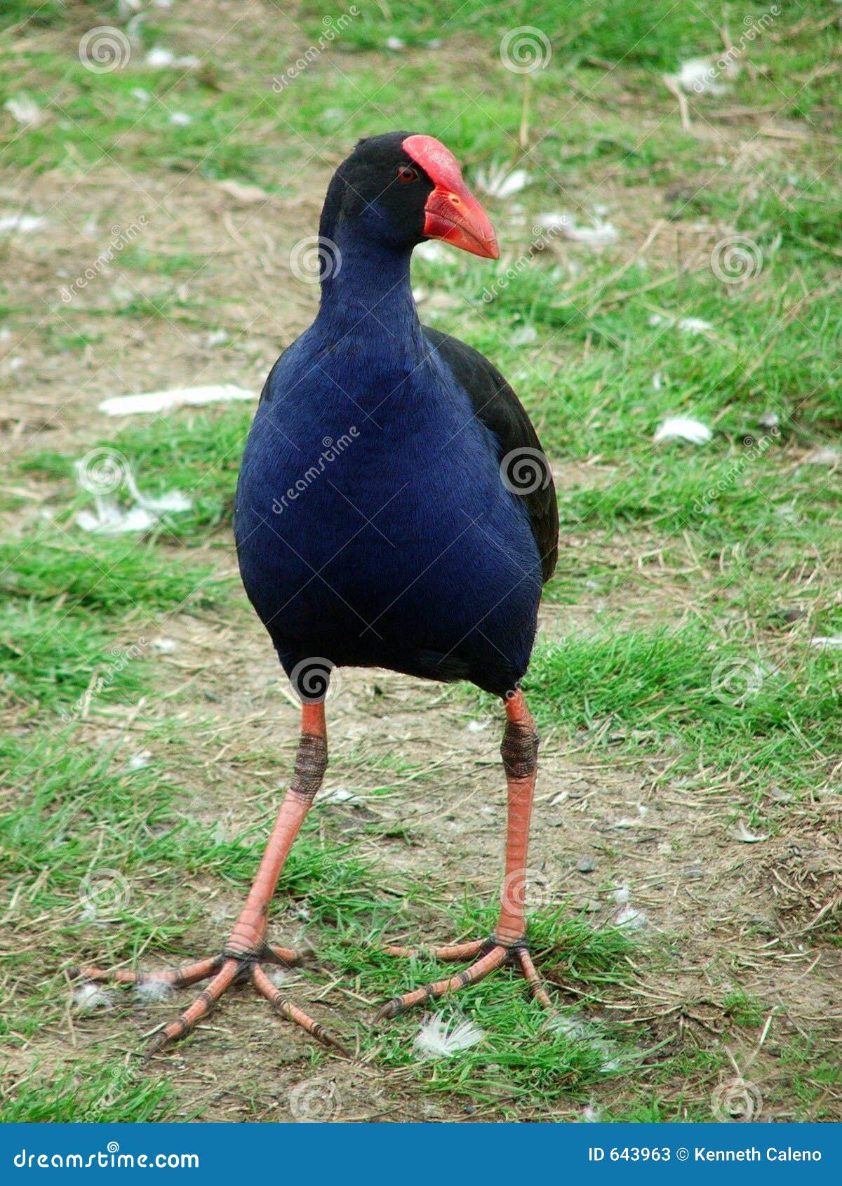 Pukeko front-on stock image. Image of wildlife, blue, pukeko - 643963