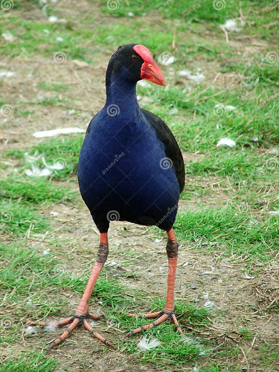 Pukeko front-on stock image. Image of wildlife, blue, pukeko - 643963