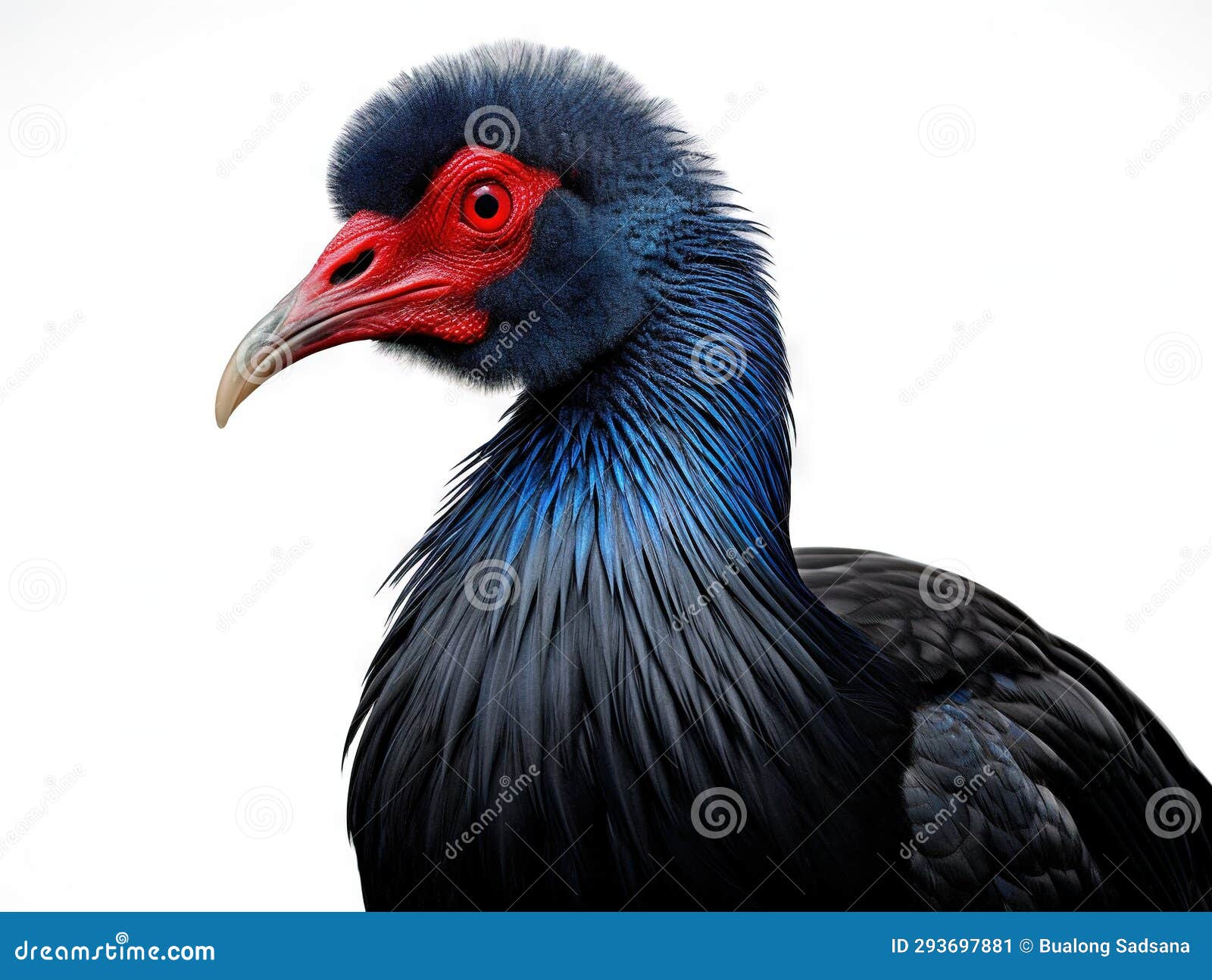 Ai Generated Illustration Wildlife Concept of the Pukeko Stock ...