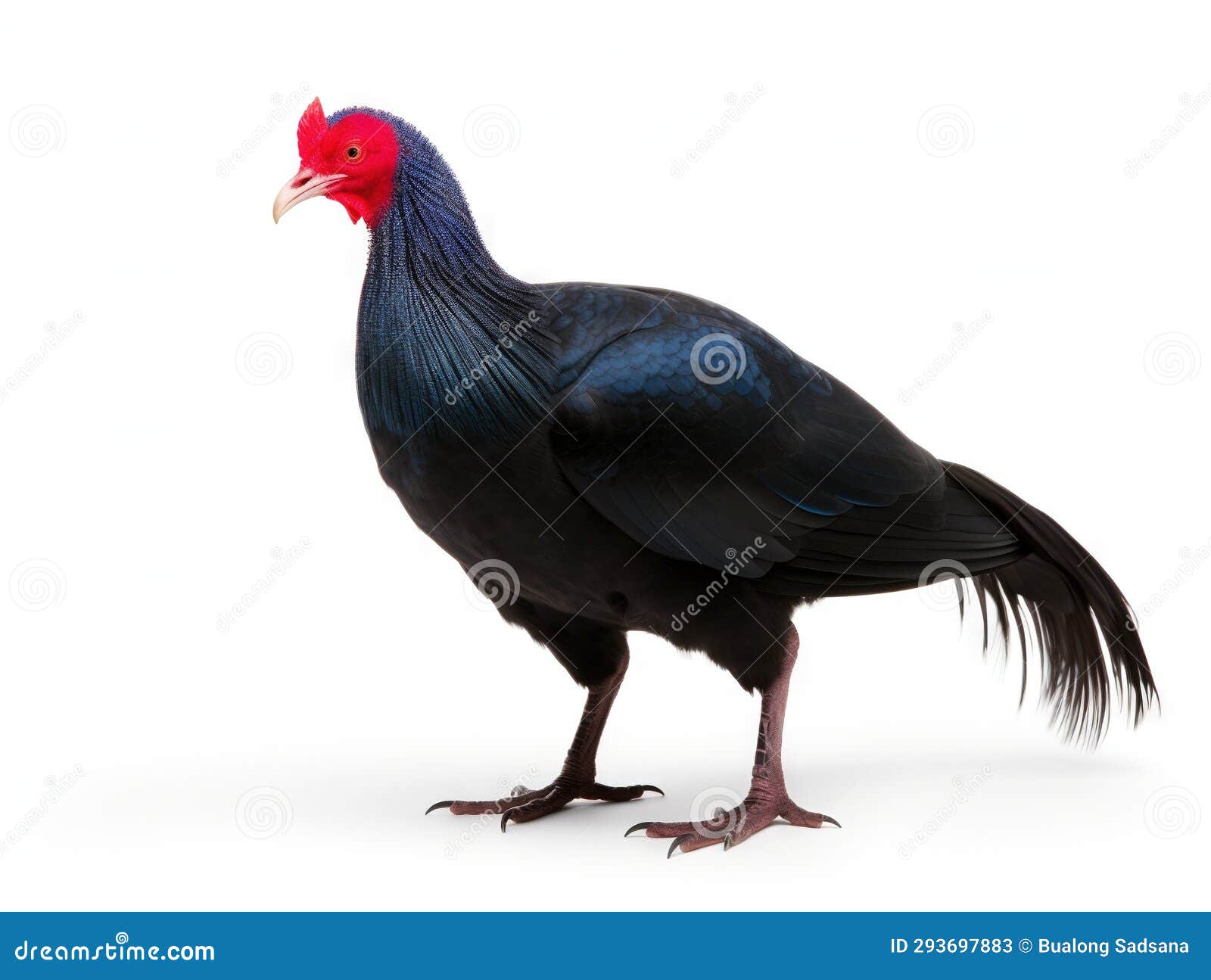 Ai Generated Illustration Wildlife Concept of the Pukeko Stock ...