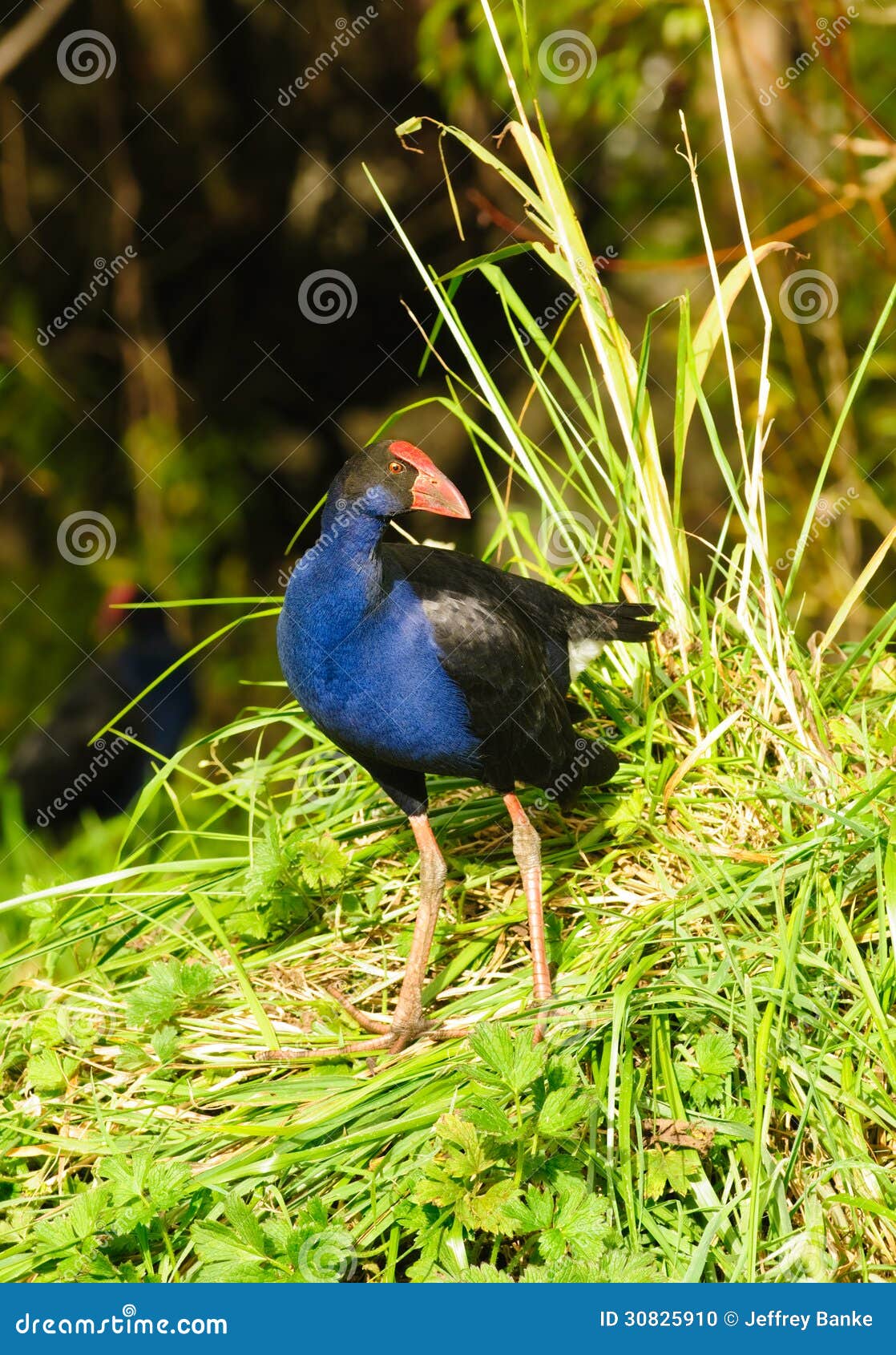 Pukeko stock photo. Image of bird, swamp, omnivore, blue - 30825910