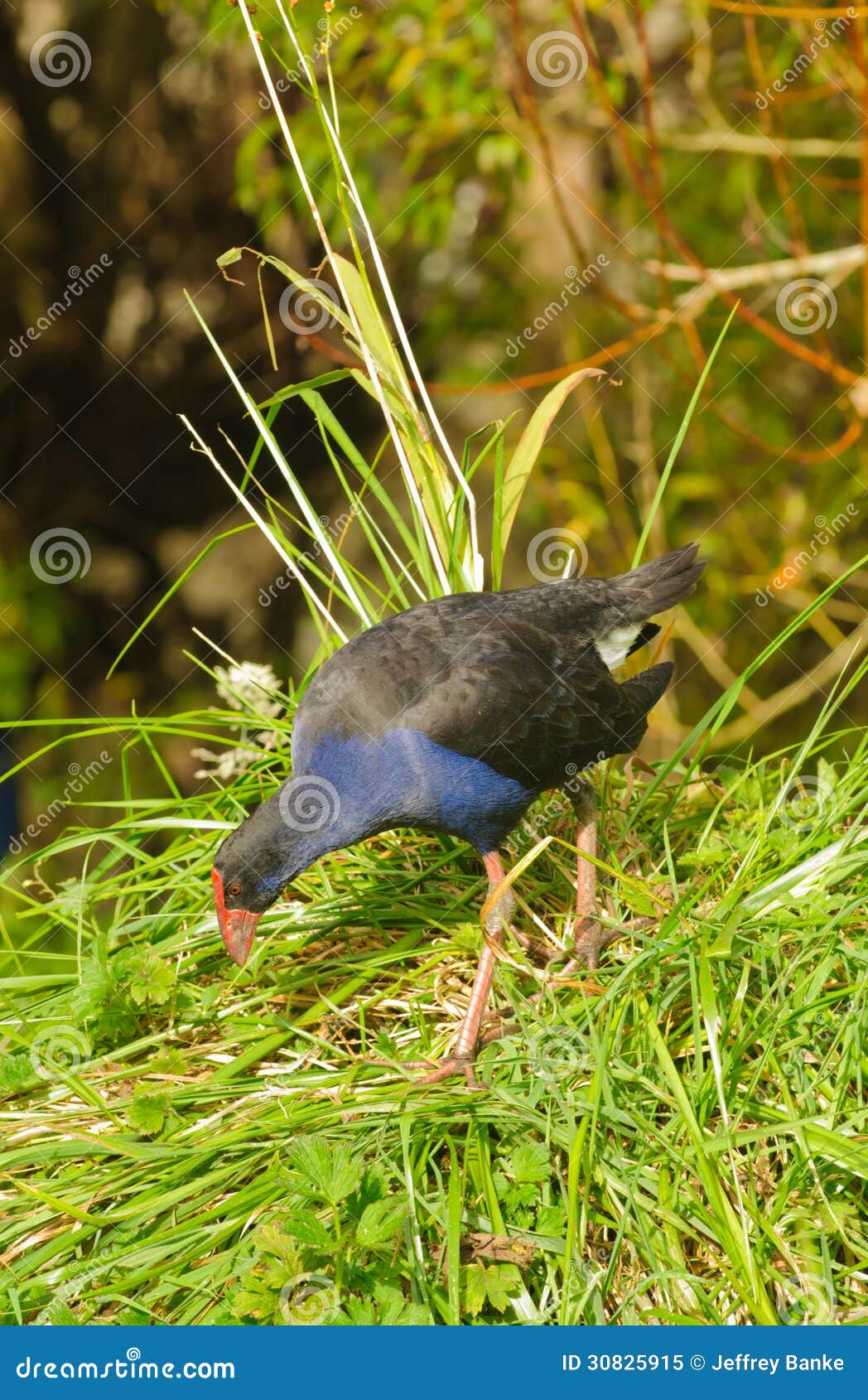 Pukeko - Native New Zealand Bird Stock Image | CartoonDealer.com #33332299