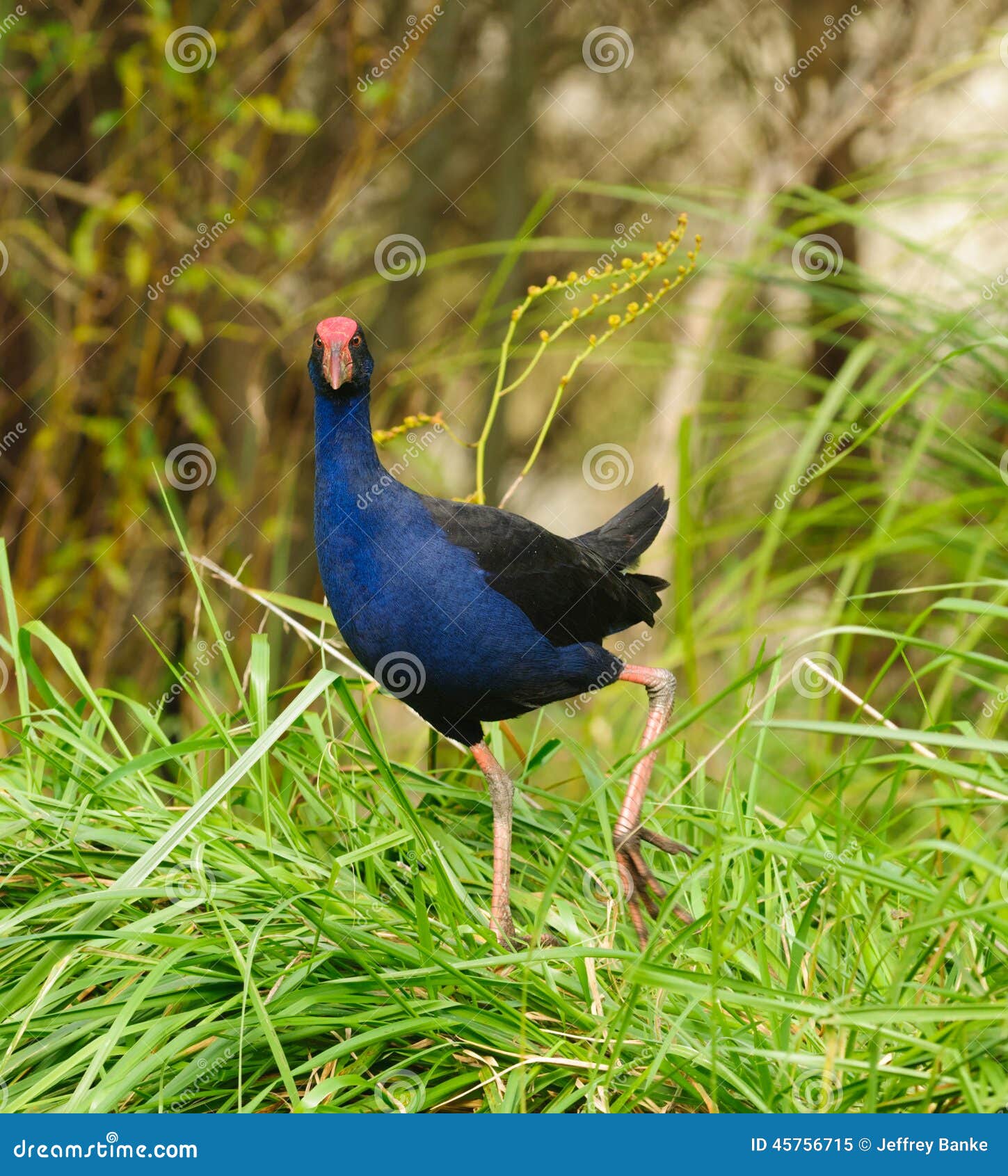 Pukeko stock image. Image of aves, wildlife, native, beak - 45756715
