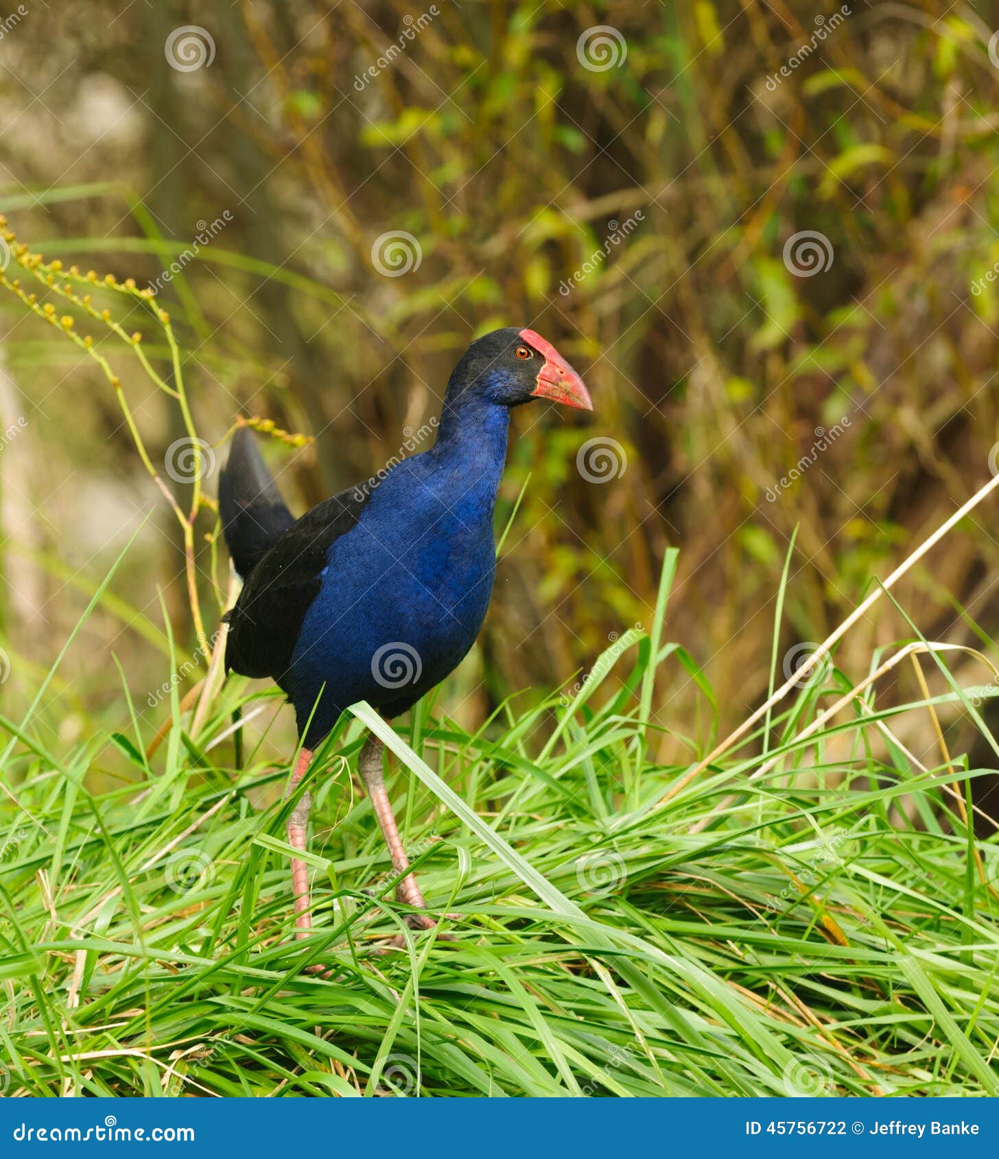 Pukeko stock photo. Image of pukeko, natural, black, aves - 45756722