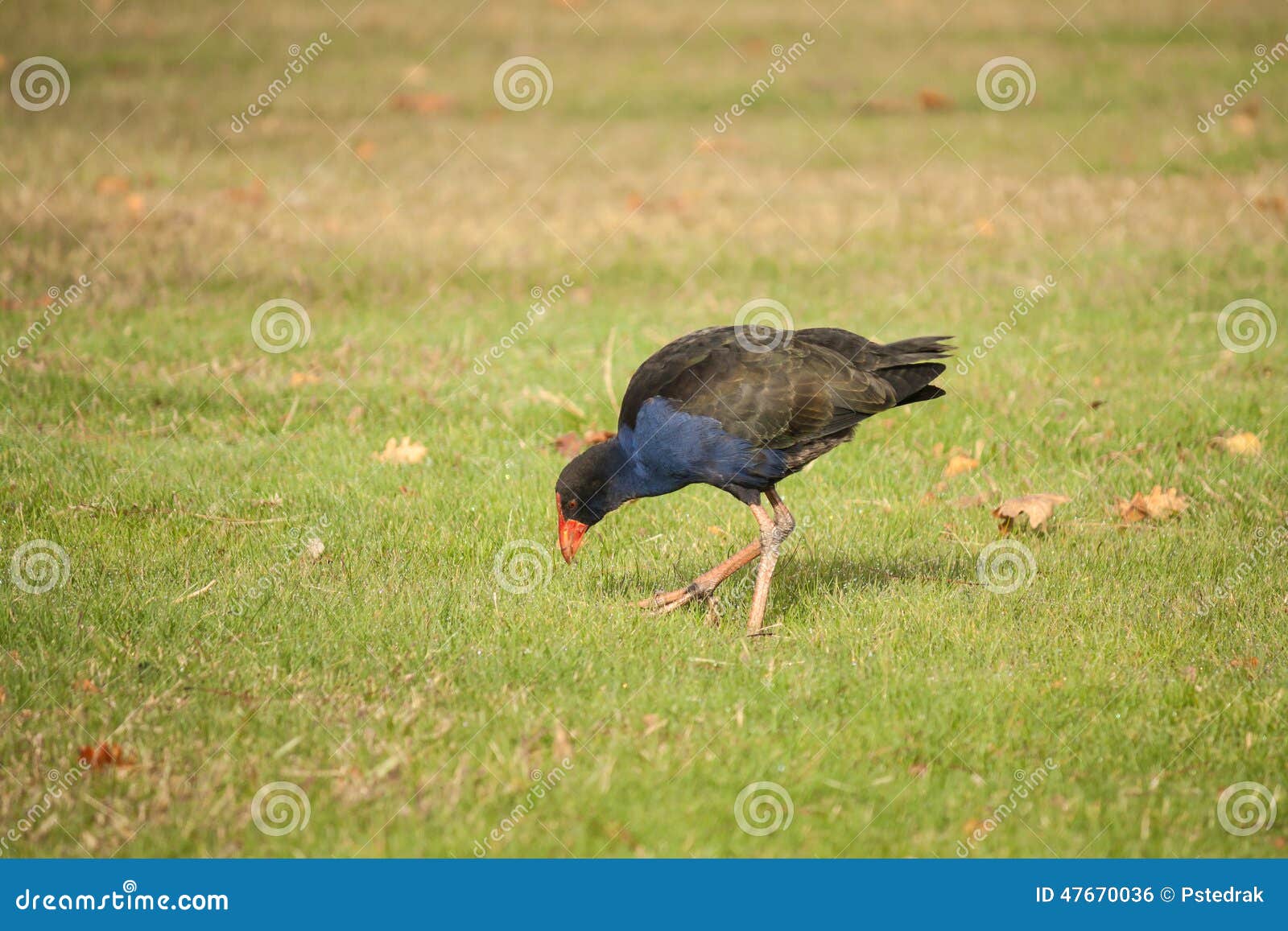 Pukeko searching for food stock photo. Image of foraging - 47670036