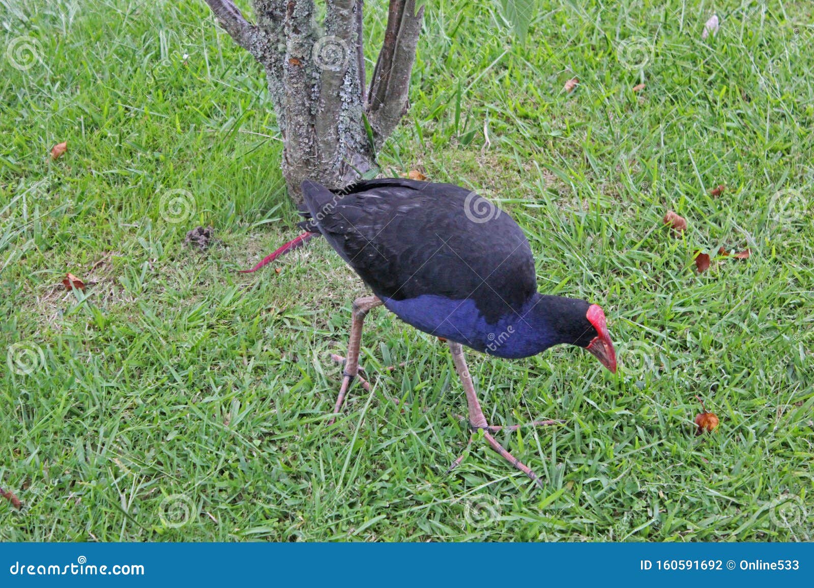 Pukeko In New Zealand Stock Image | CartoonDealer.com #104232601