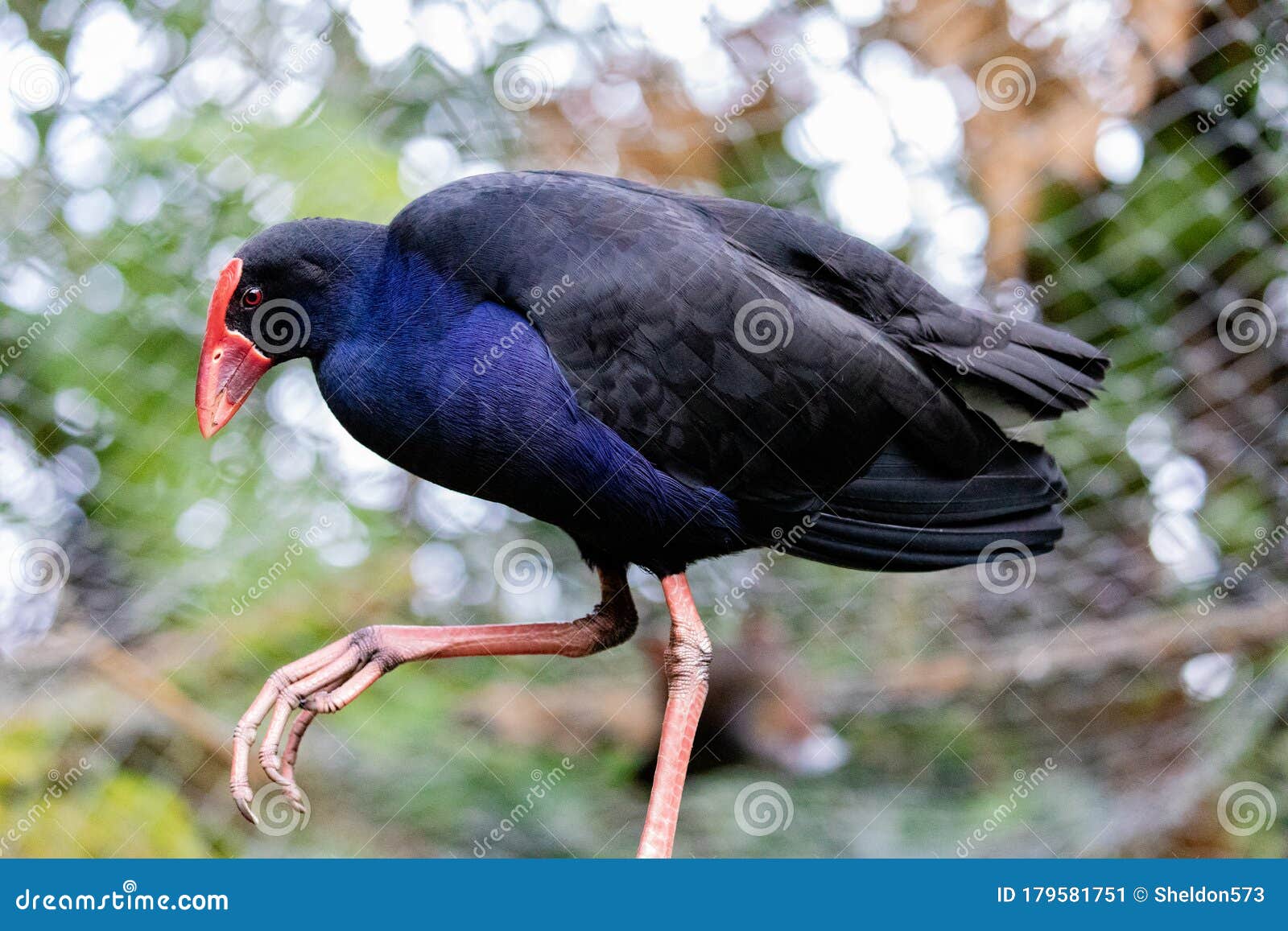 A Pukeko Walking by stock image. Image of omnivore, indigenous - 179581751