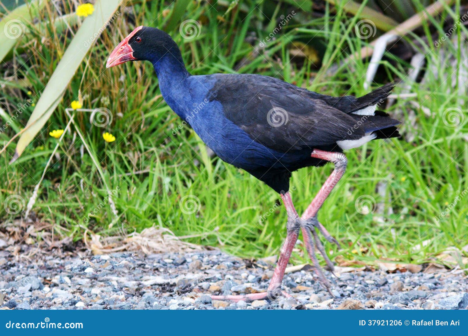 Pukeko stock photo. Image of park, marsh, feather, forage - 37921206