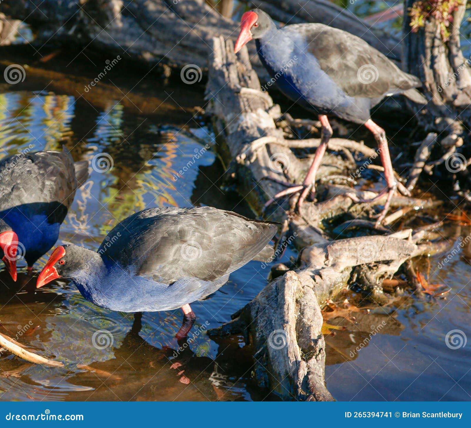 Pukeko in Water of Swamp Pukeko in Water of Swamp Stock Image - Image ...