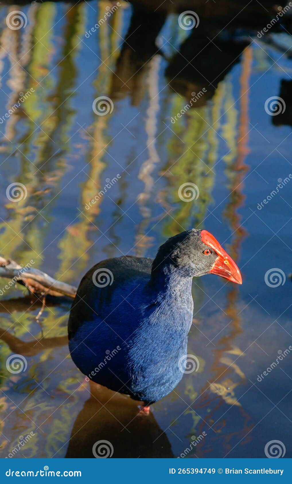Pukeko in Water of Swamp Pukeko in Water of Swamp Stock Image - Image ...