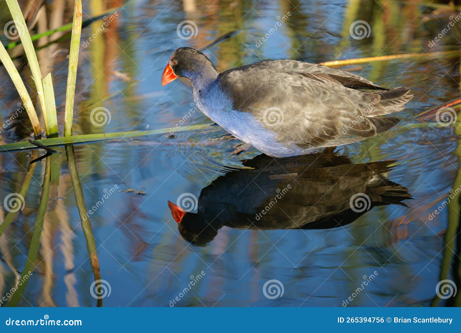 Pukeko in Water of Swamp Pukeko in Water of Swamp Stock Photo - Image ...