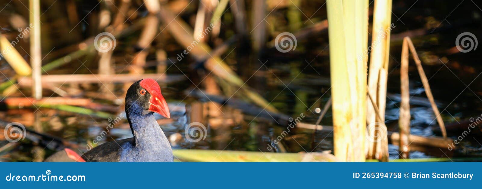 Pukeko in Water of Swamp Pukeko in Water of Swamp Stock Photo - Image ...