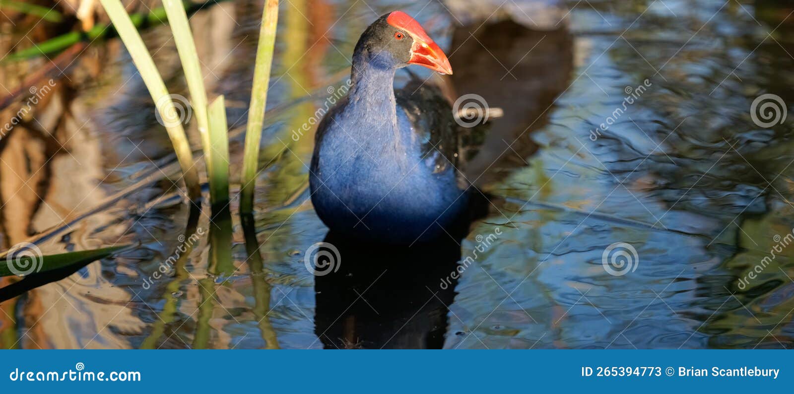 Pukeko in Water of Swamp Pukeko in Water of Swamp Stock Image - Image ...