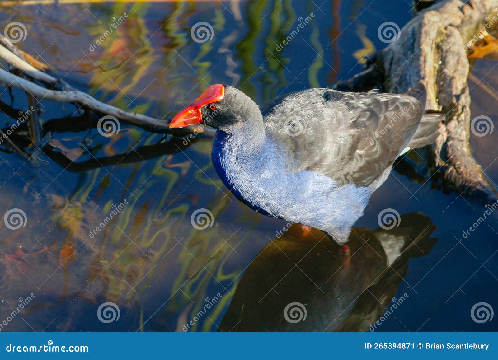 Pukeko in Water of Swamp Pukeko in Water of Swamp Stock Image - Image ...