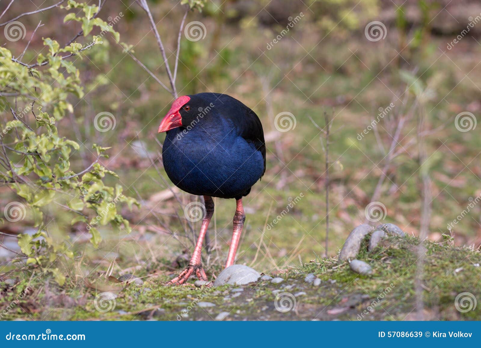 Pukeko stock image. Image of blue, wild, outdoors, zealand - 57086639
