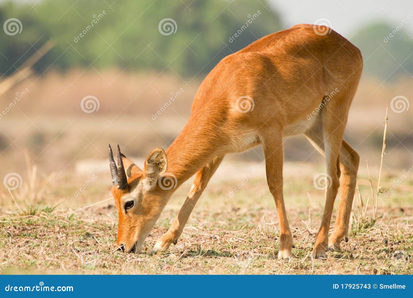 Puku stock image. Image of africa, deer, mammals, gazelle - 17925743