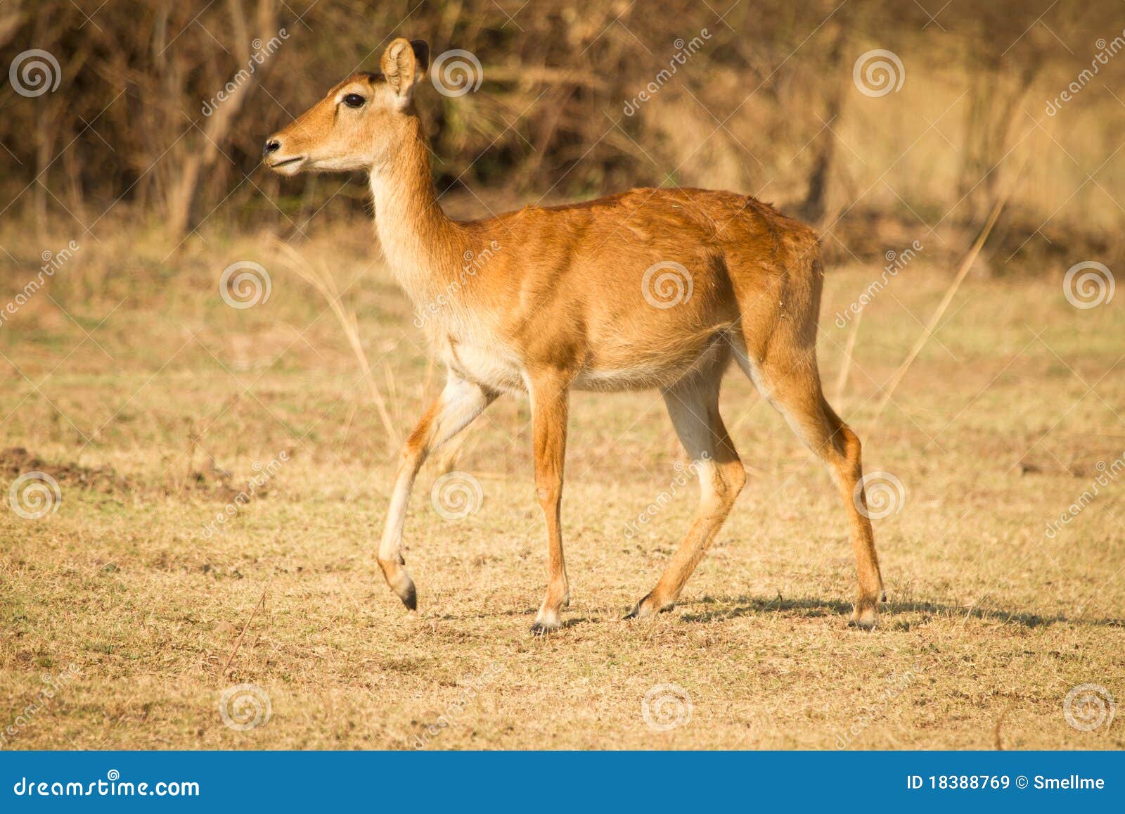 Puku stock image. Image of animal, puku, ears, deer, head - 18388769