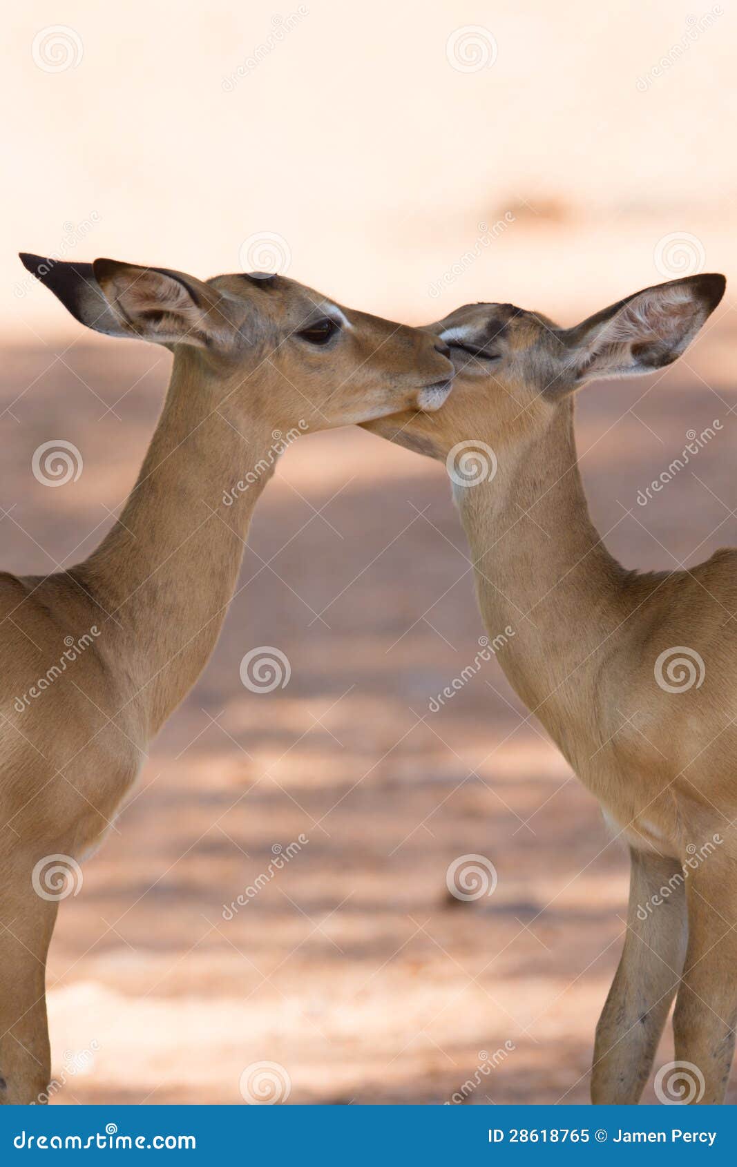 Puku stock image. Image of herd, antlers, safari, namibia - 28618765
