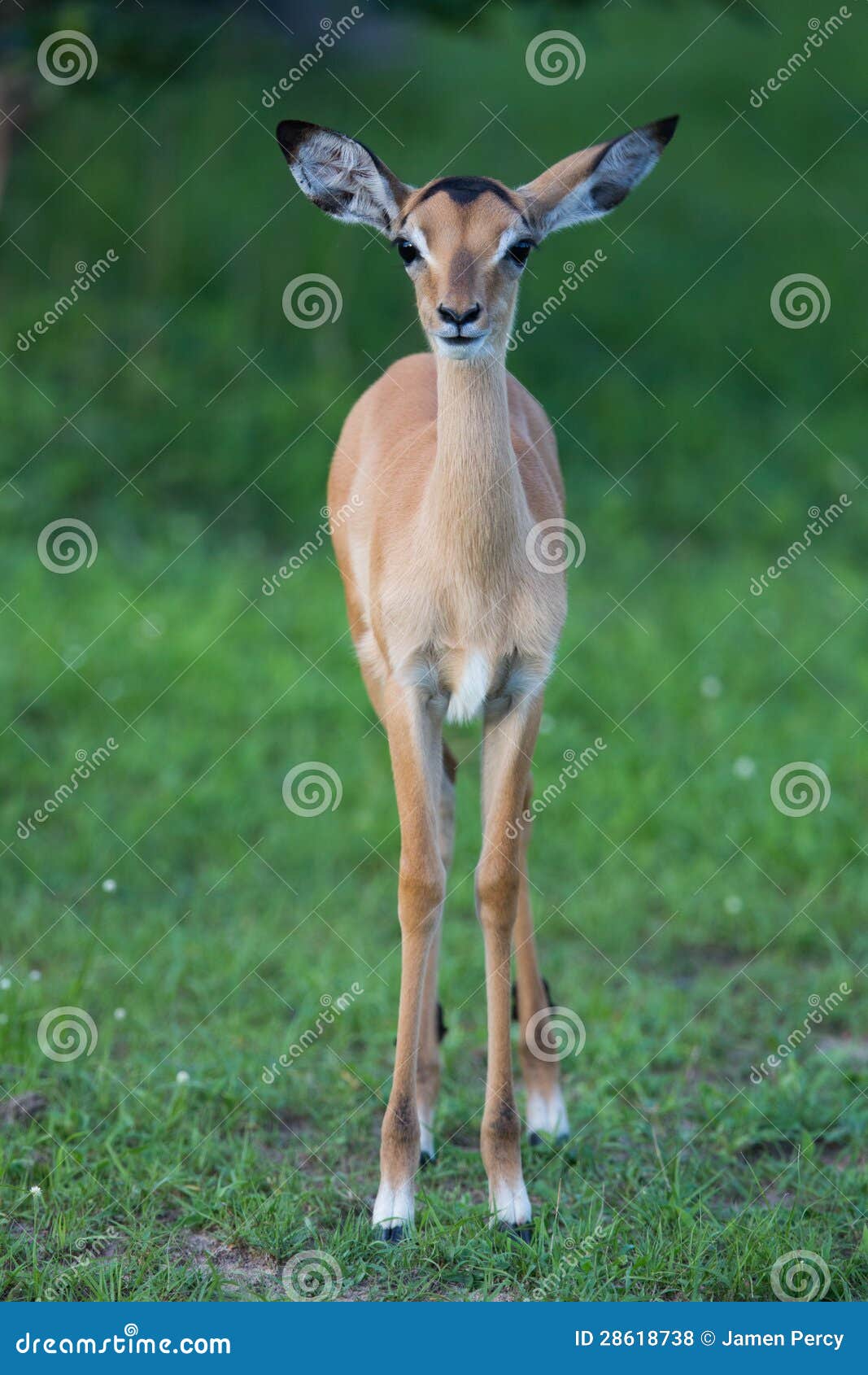 Puku grazing stock photo. Image of deer, mammal, zambia - 28618738