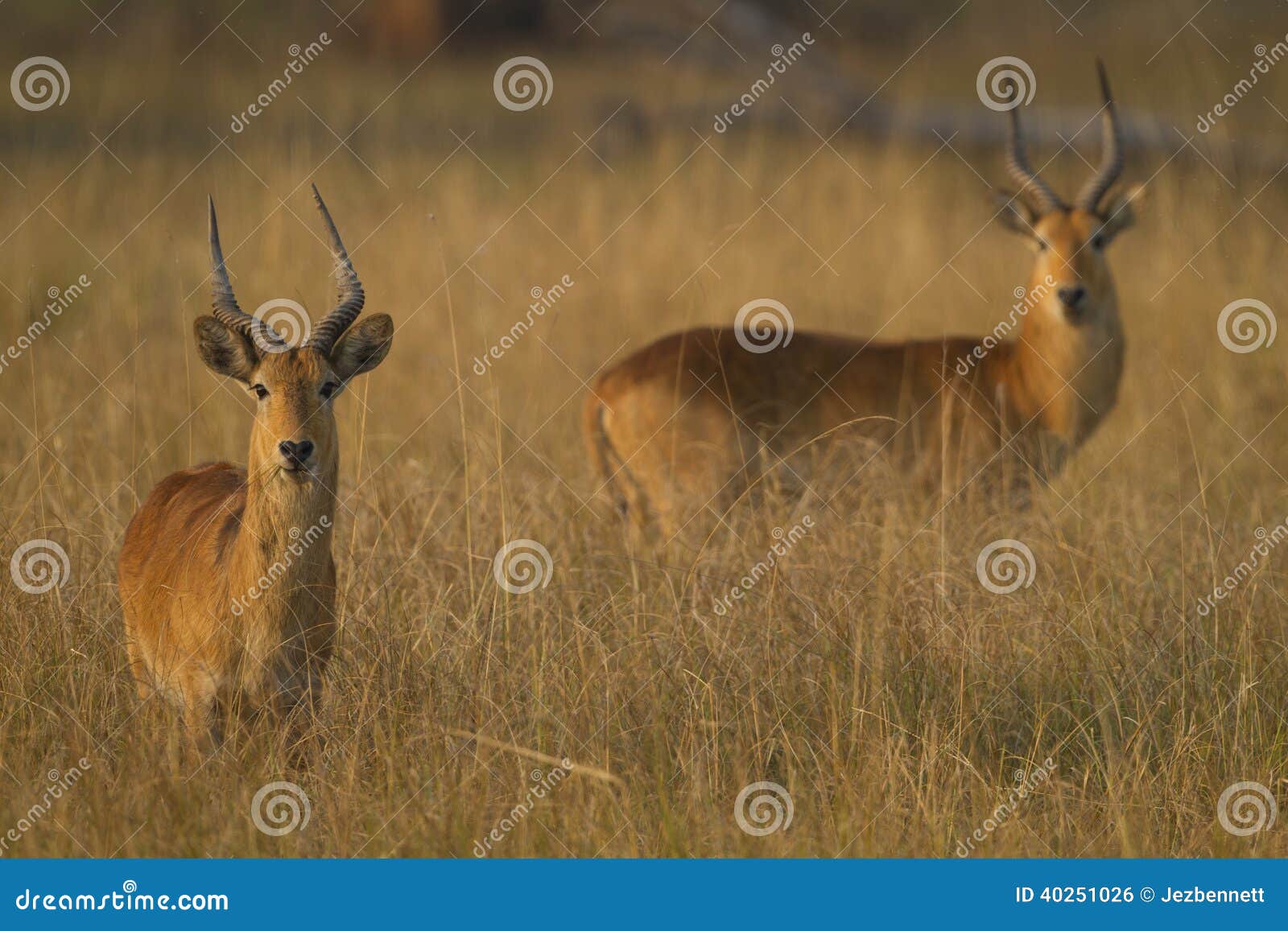 Kobus Vardonii, Puku, Animal Waliking In The Water During Morning ...